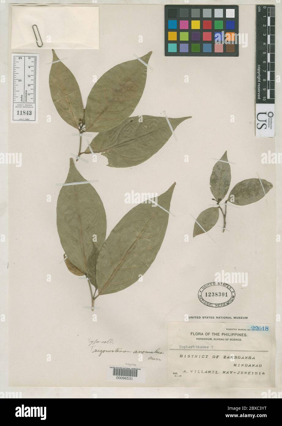 Anomalus hi-res stock photography and images - Alamy