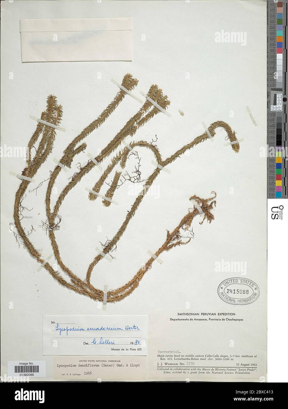 Phlegmariurus eversus Poir B llg Stock Photo - Alamy