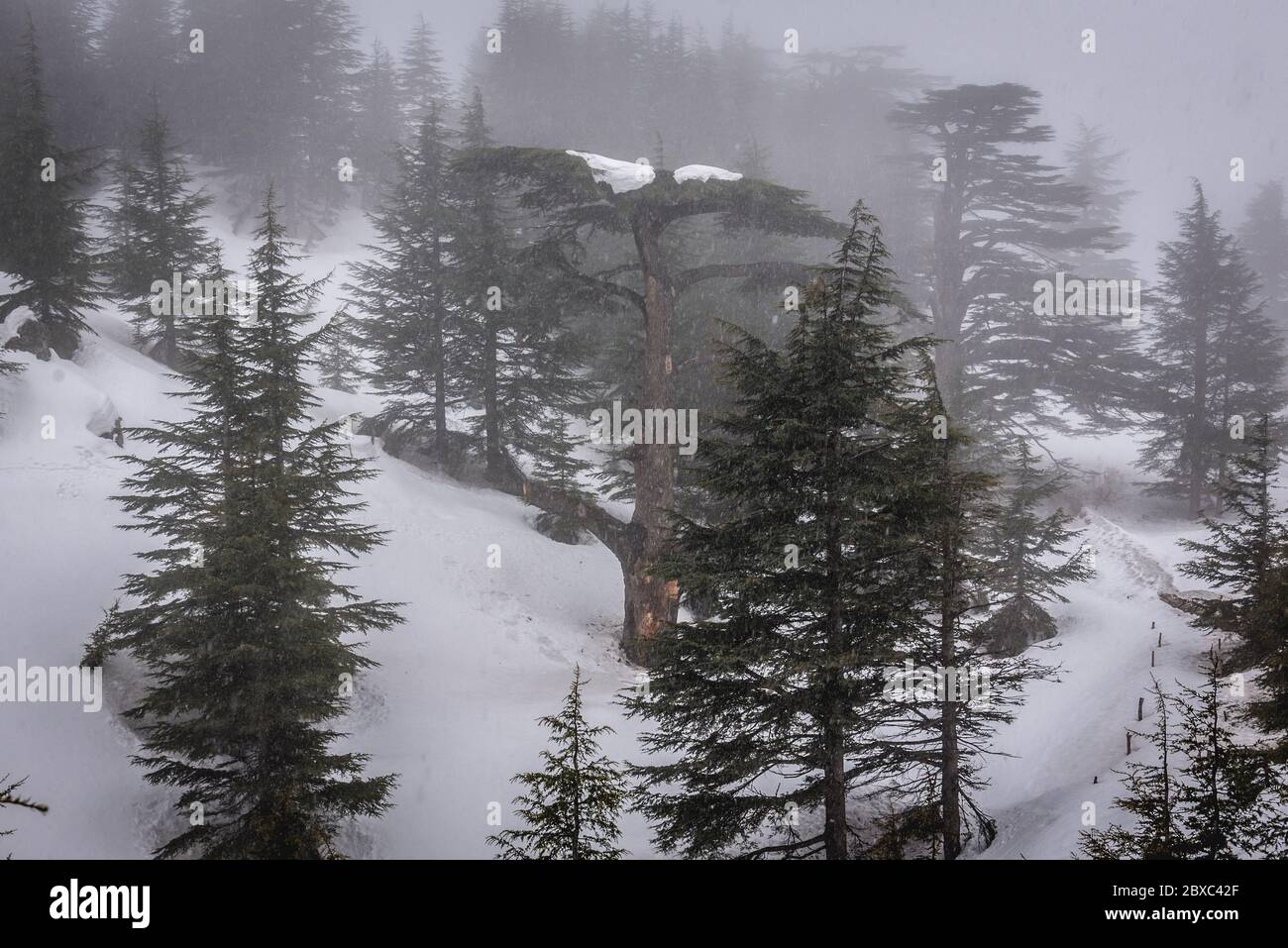 Forest of the Cedars of God in Bsharri town in Lebanon Stock Photo - Alamy