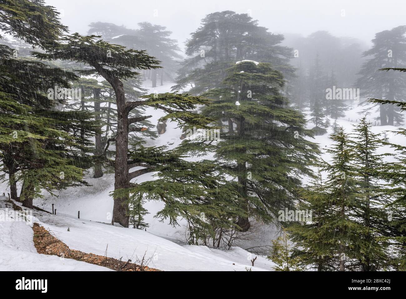 Cedar forest lebanon unesco hi-res stock photography and images - Alamy