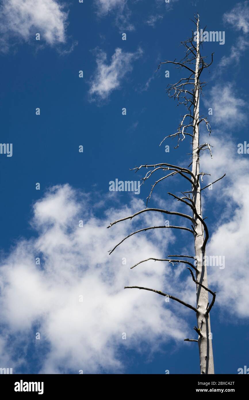 Dead tree along Beula Lake Trail in the back country of Yellowstone ...