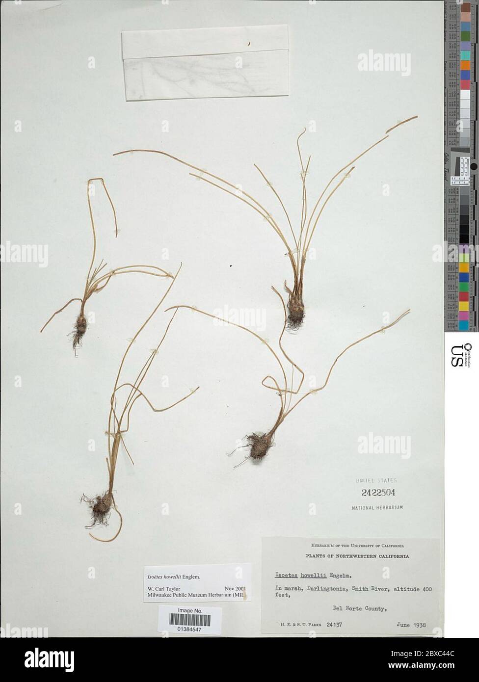 Howellii hi-res stock photography and images - Alamy