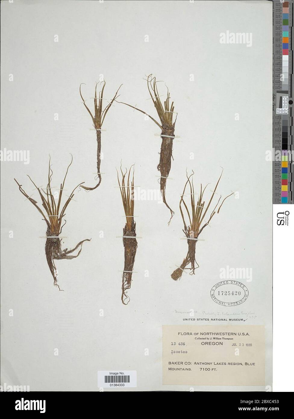 Isoetes hi-res stock photography and images - Alamy