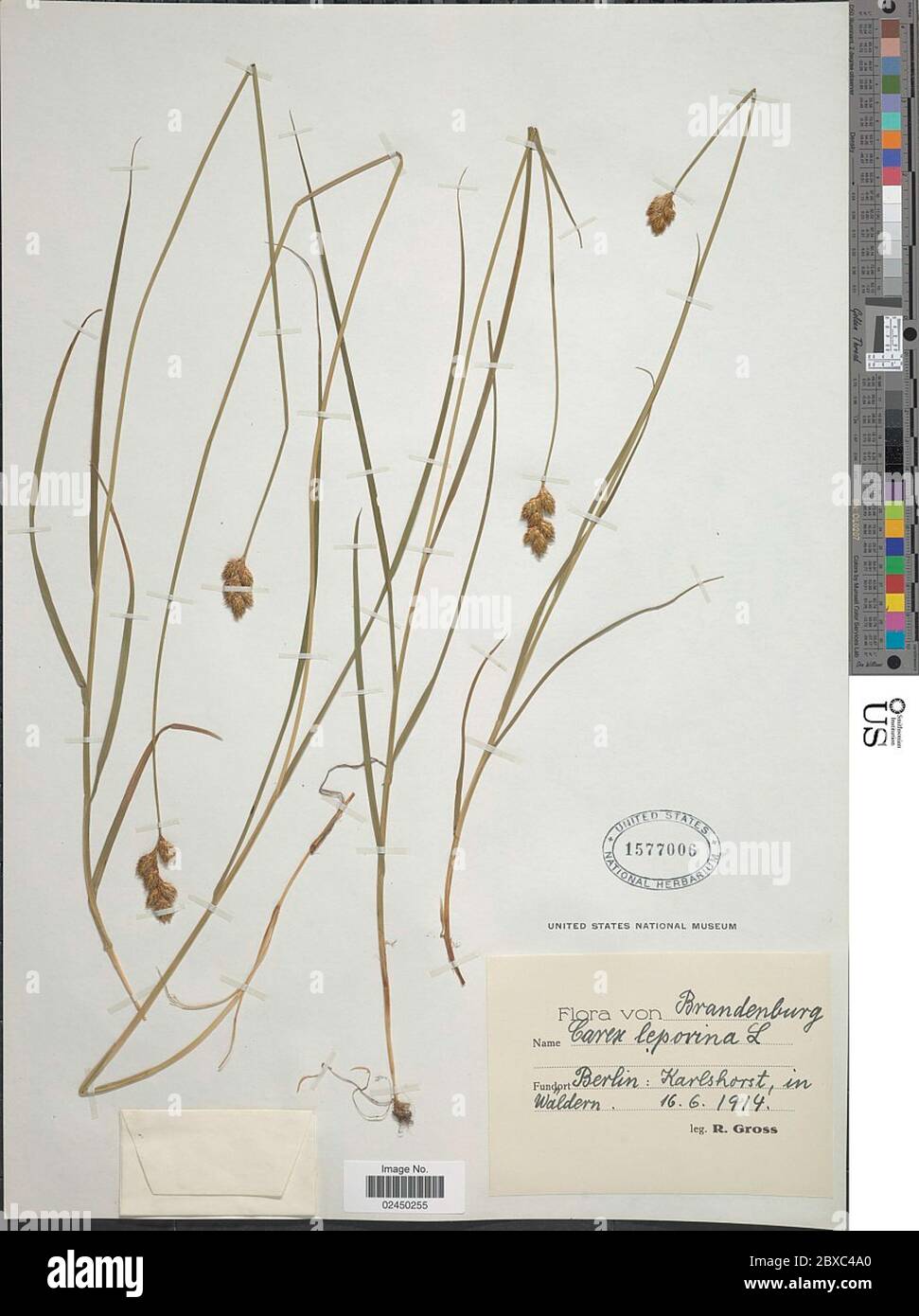 Carex leporina L Carex leporina L Stock Photo - Alamy