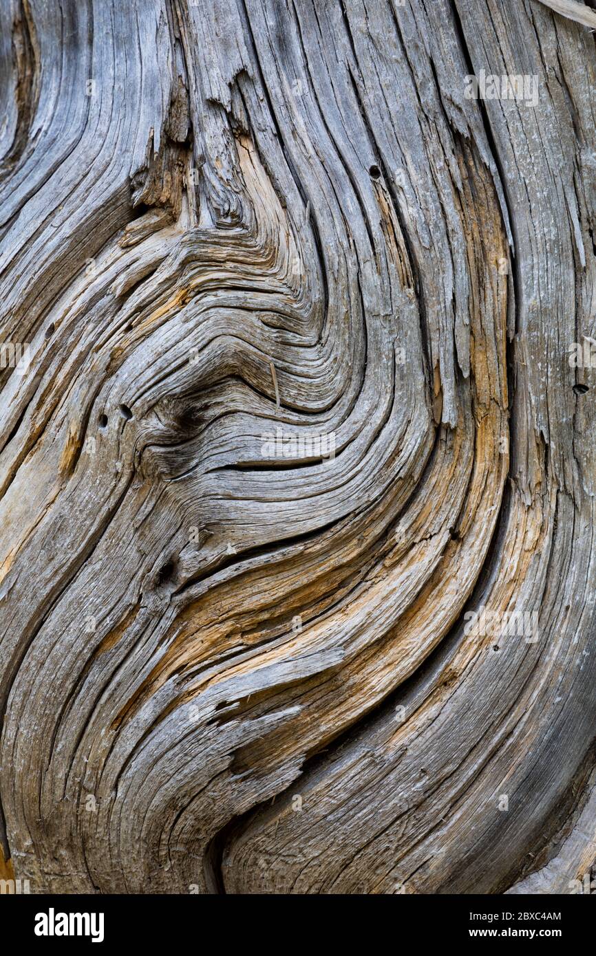 Detail of a dead tree along Beula Lake Trail in the back country of ...