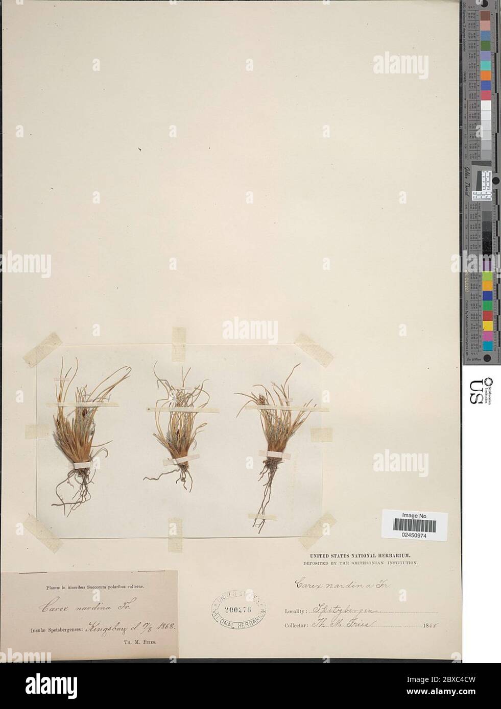 Carex nardina Fr Carex nardina Fr Stock Photo - Alamy