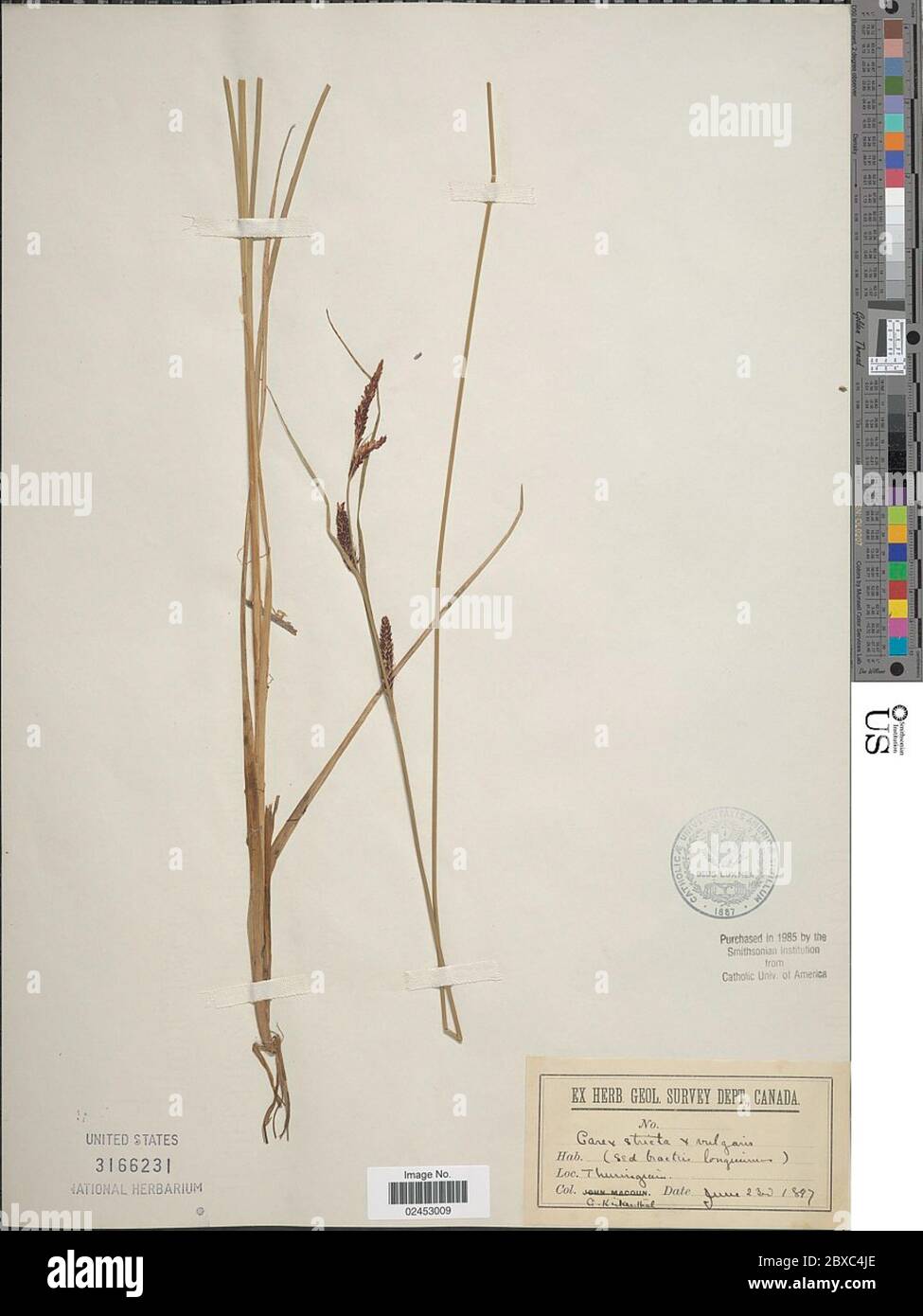 Carex stricta Lam Carex stricta Lam Stock Photo - Alamy