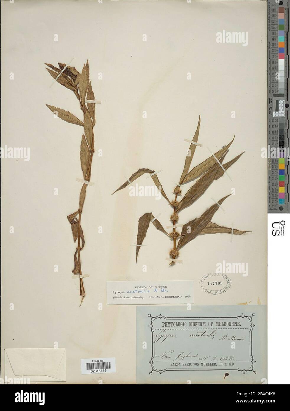 Lycopus australis hi-res stock photography and images - Alamy