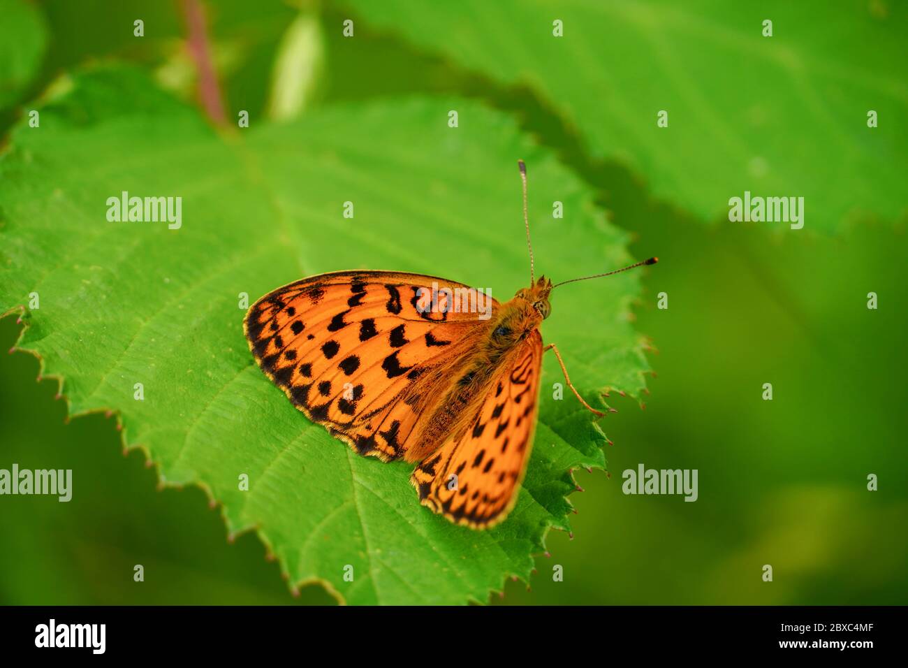 Small orange butterfly hi-res stock photography and images - Alamy