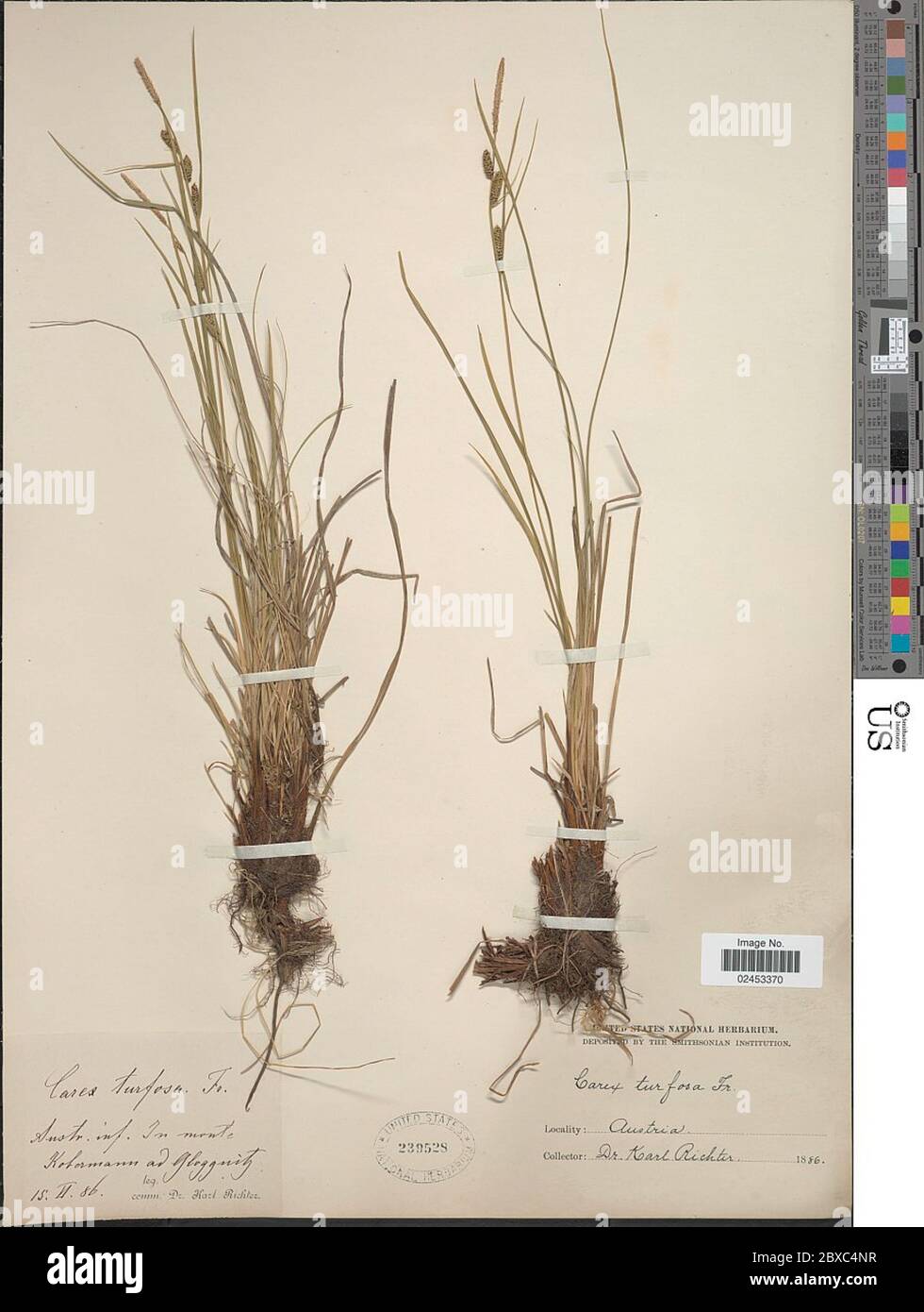 Carex turfosa Carex turfosa Stock Photo - Alamy