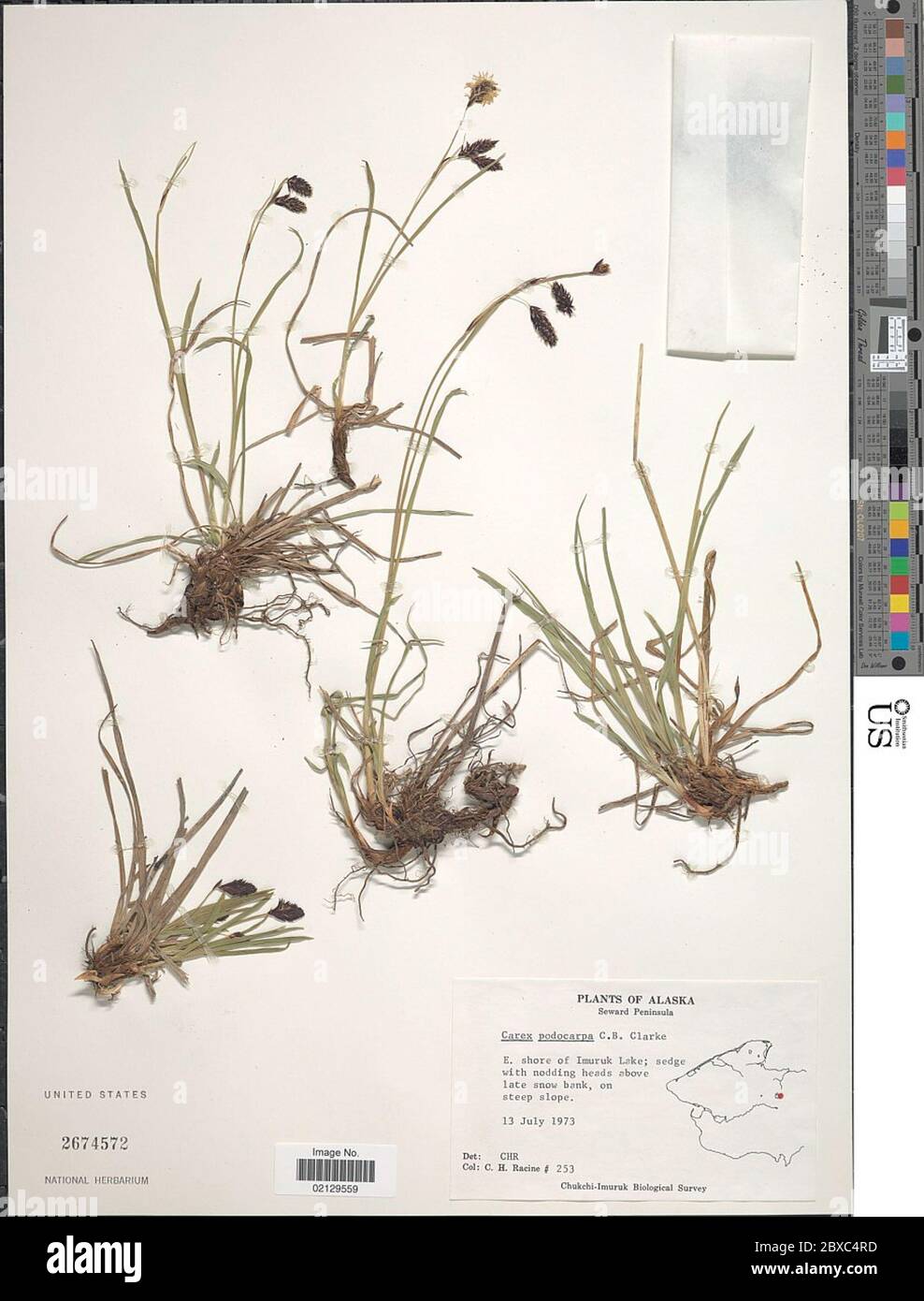 Carex podocarpa Aiton Carex podocarpa Aiton Stock Photo - Alamy