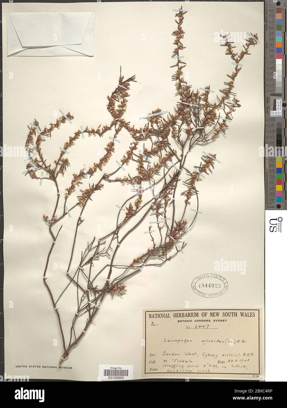 Leucopogon ericoides Aiton Leucopogon ericoides Aiton Stock Photo - Alamy