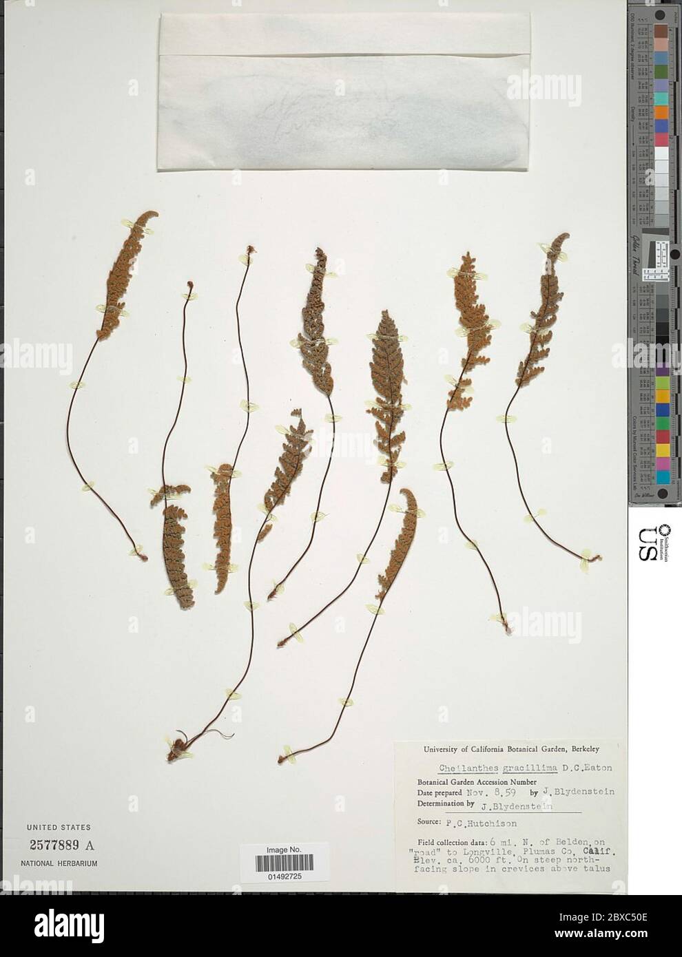 Myriopteris gracillima hi-res stock photography and images - Alamy