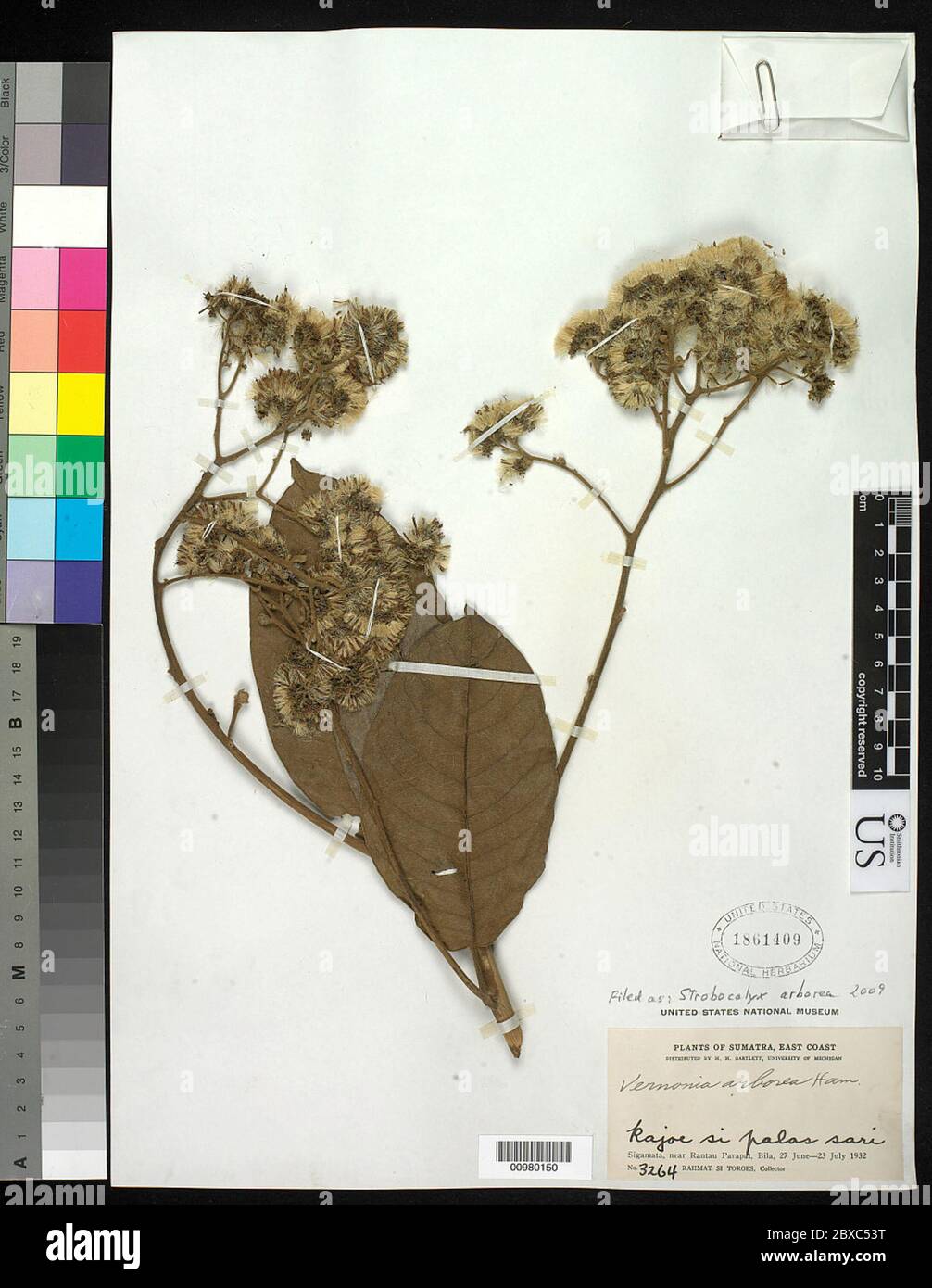 Strobocalyx arborea BuchHam Sch Bip Strobocalyx arborea BuchHam Sch Bip ...