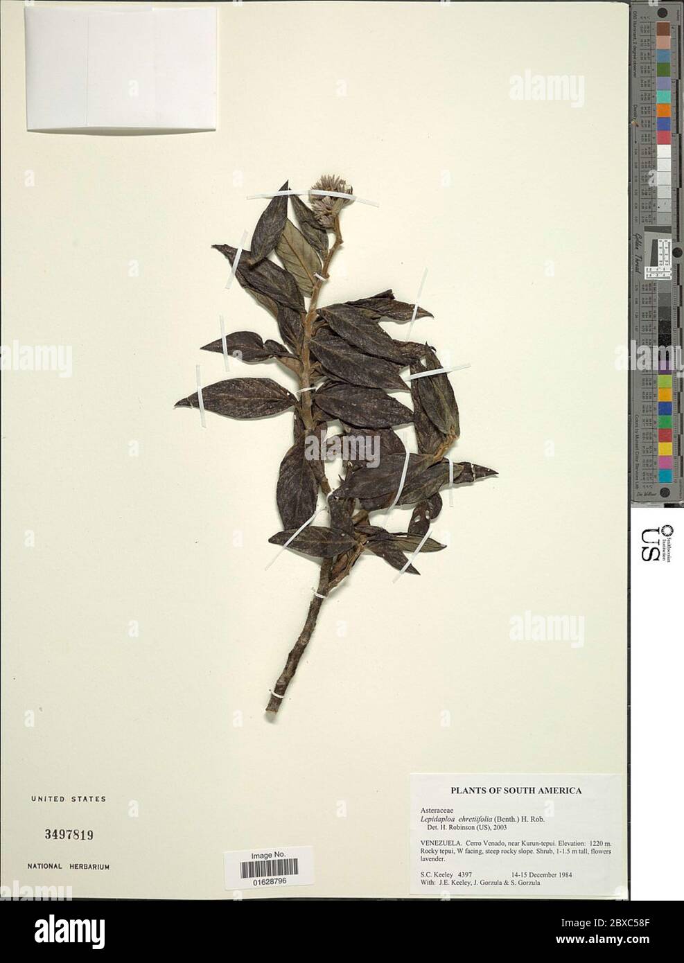 Lepidaploa hi-res stock photography and images - Alamy