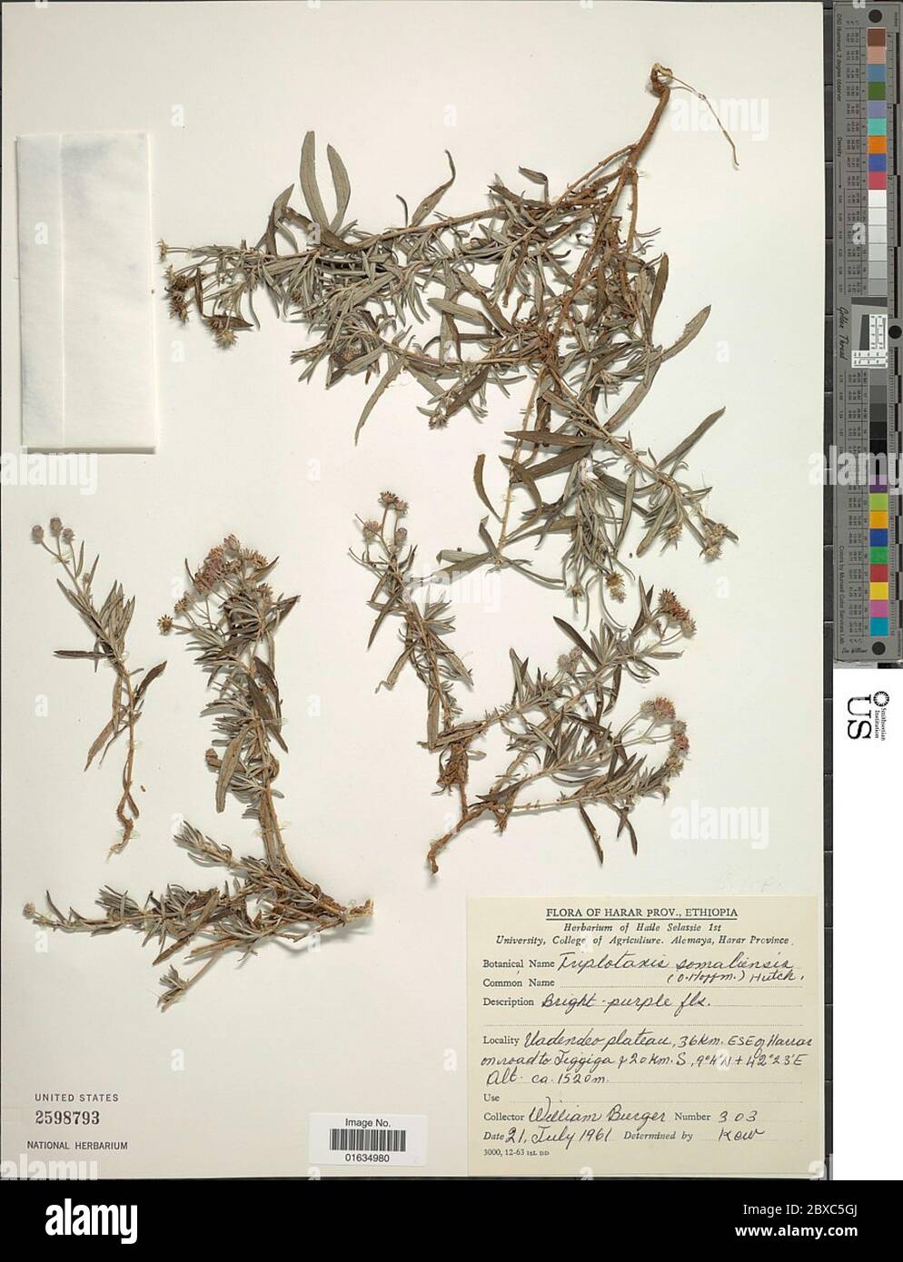 Somalensis hi-res stock photography and images - Alamy