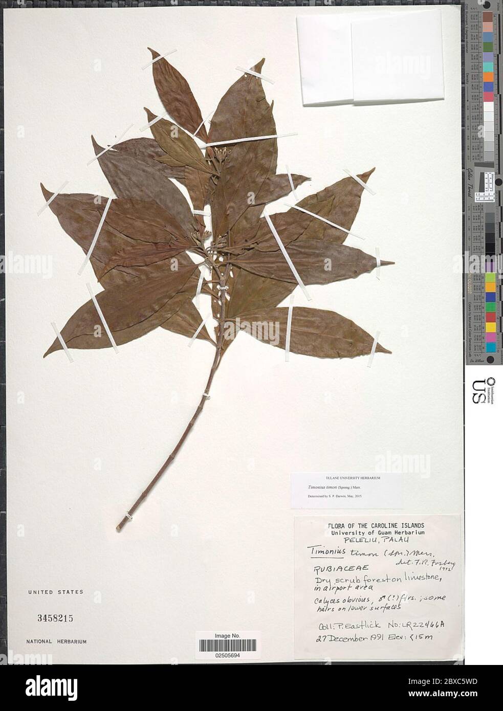 Timonius timon Spreng Merr Timonius timon Spreng Merr Stock Photo - Alamy