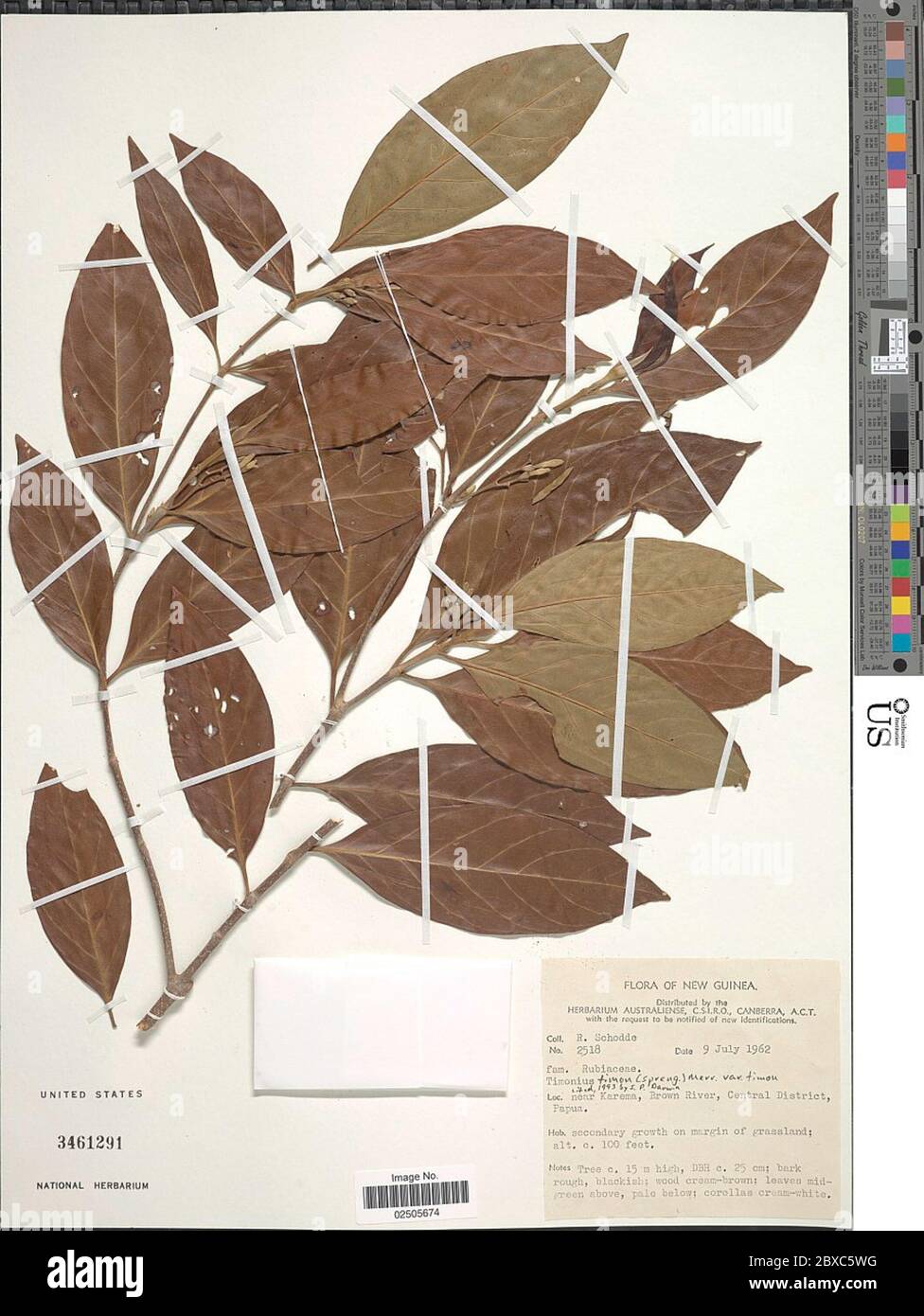 Timonius timon var timon Timonius timon var timon Stock Photo - Alamy