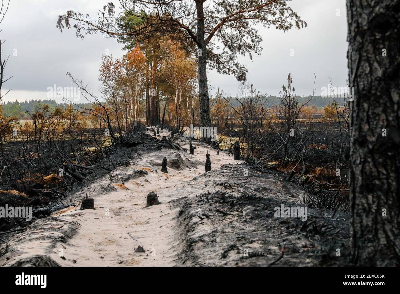 Thursley Common, Elstead. 06th June 2020. Four days after the wildfire ...