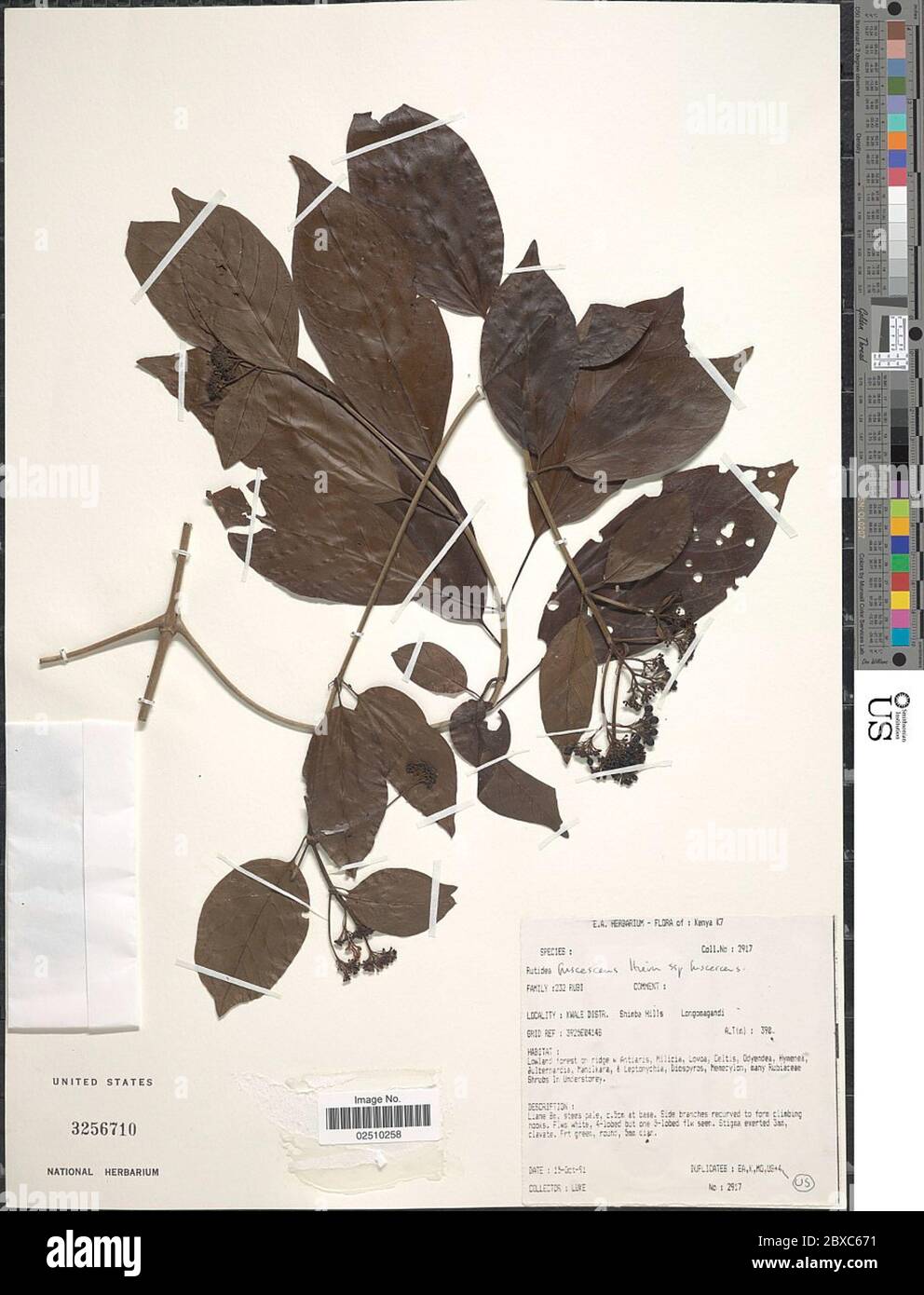 Rutidea fuscescens Hiern Rutidea fuscescens Hiern Stock Photo - Alamy