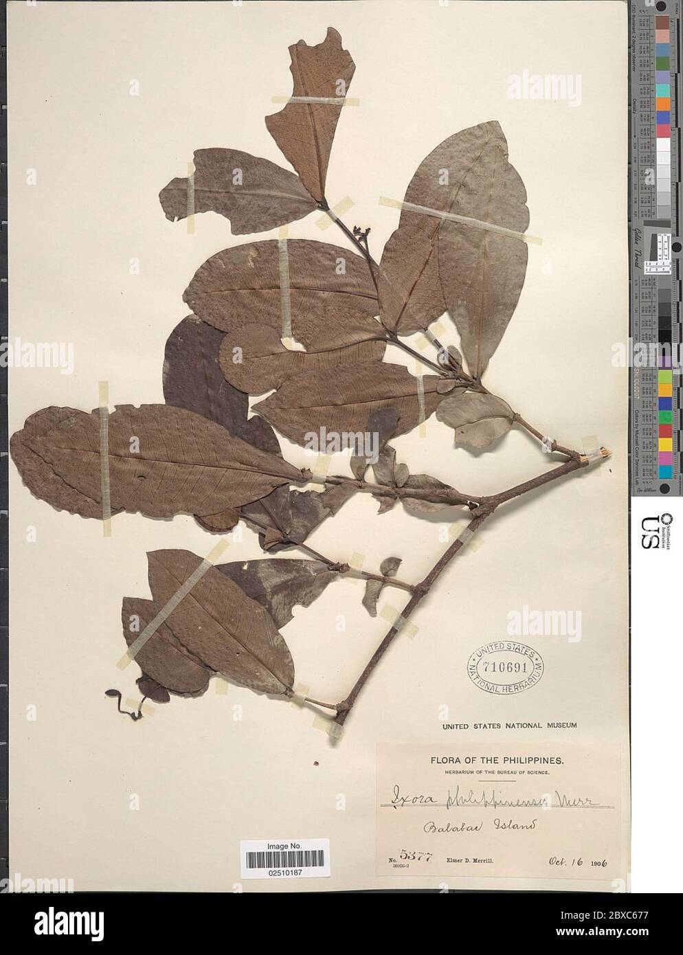 Small ixora hi-res stock photography and images - Alamy