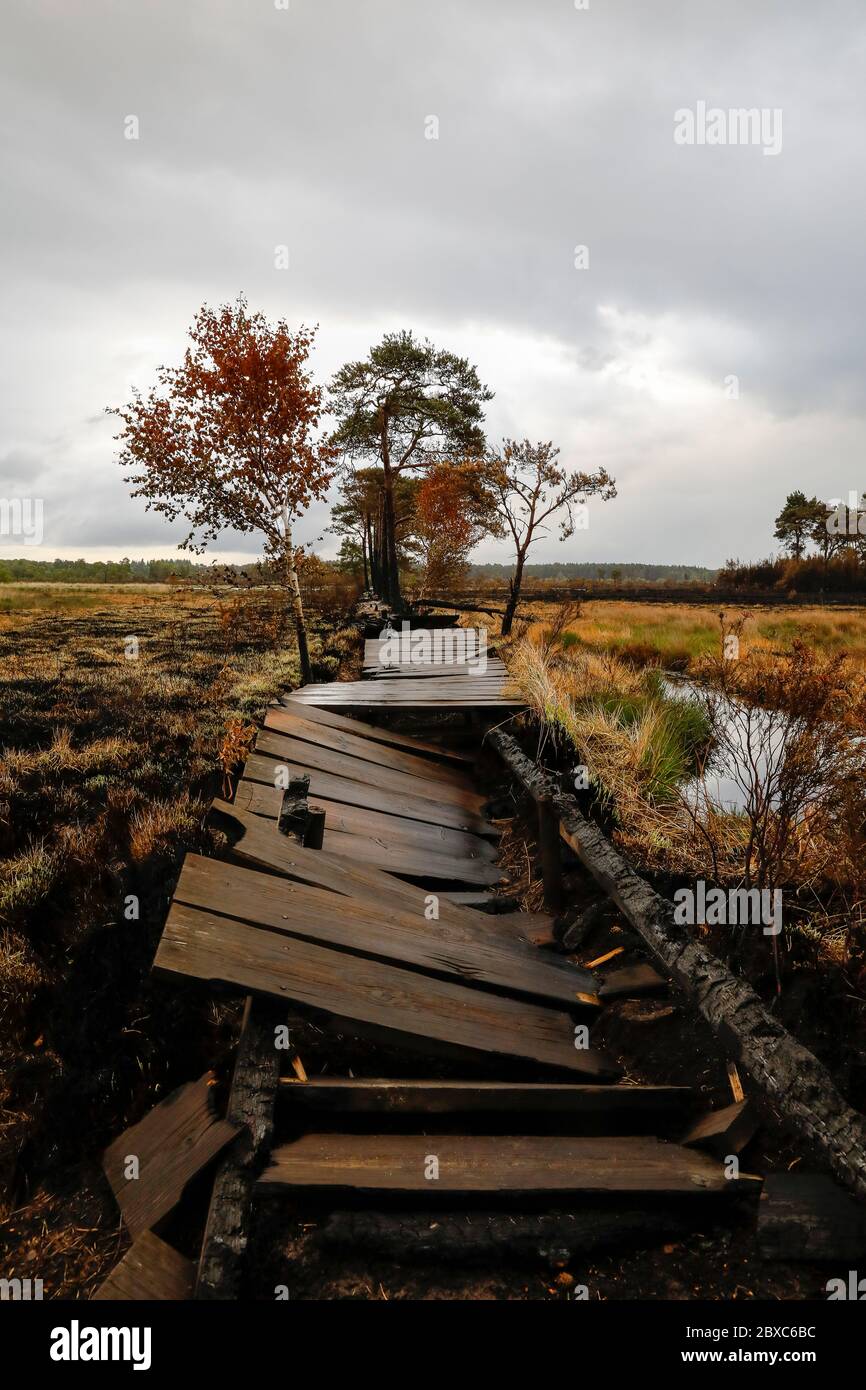 Thursley Common, Elstead. 06th June 2020. Four days after the wildfire ...