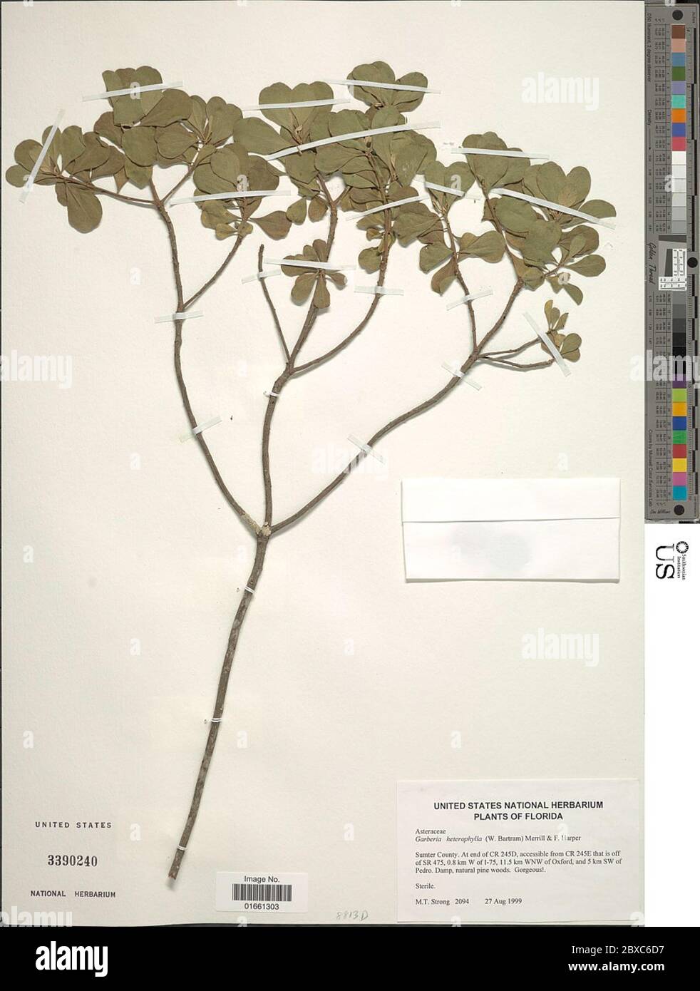 Garberia heterophylla hi-res stock photography and images - Alamy