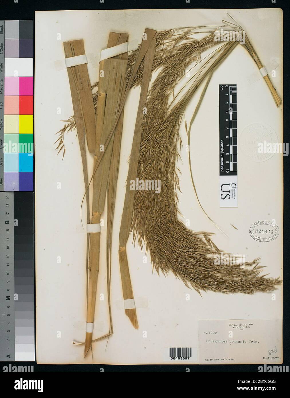 Phragmites australis Cav Trin ex Steud Phragmites australis Cav Trin ex ...