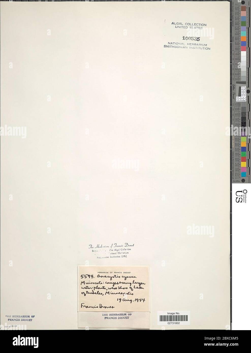 Anacystis cyanea Anacystis cyanea Stock Photo - Alamy