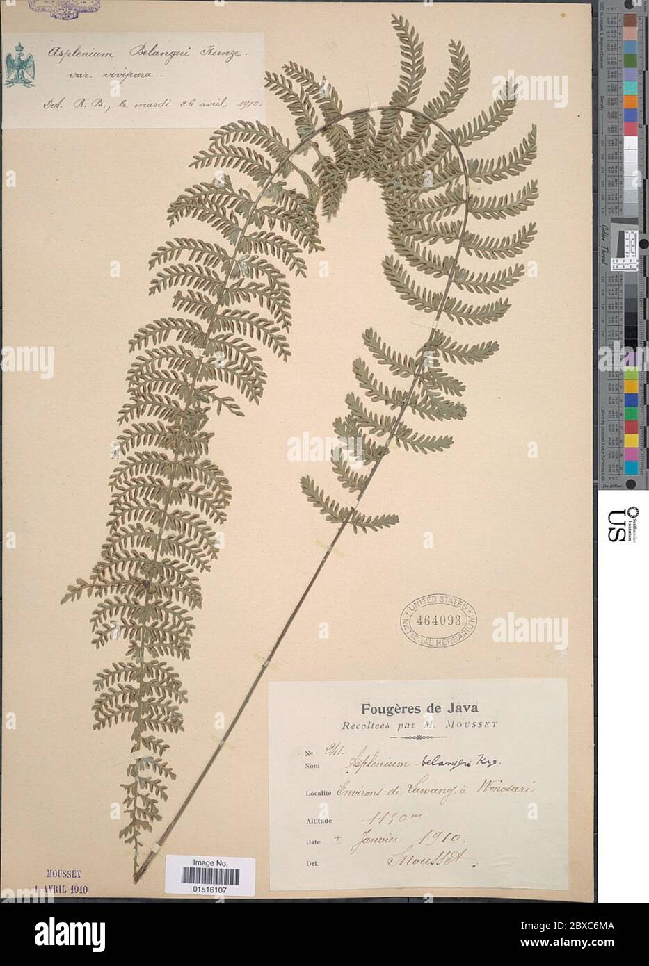 Asplenium belangeri Bory Asplenium belangeri Bory Stock Photo - Alamy