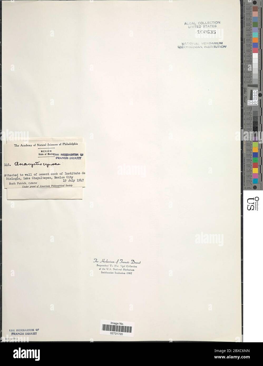 Anacystis cyanea Anacystis cyanea Stock Photo - Alamy