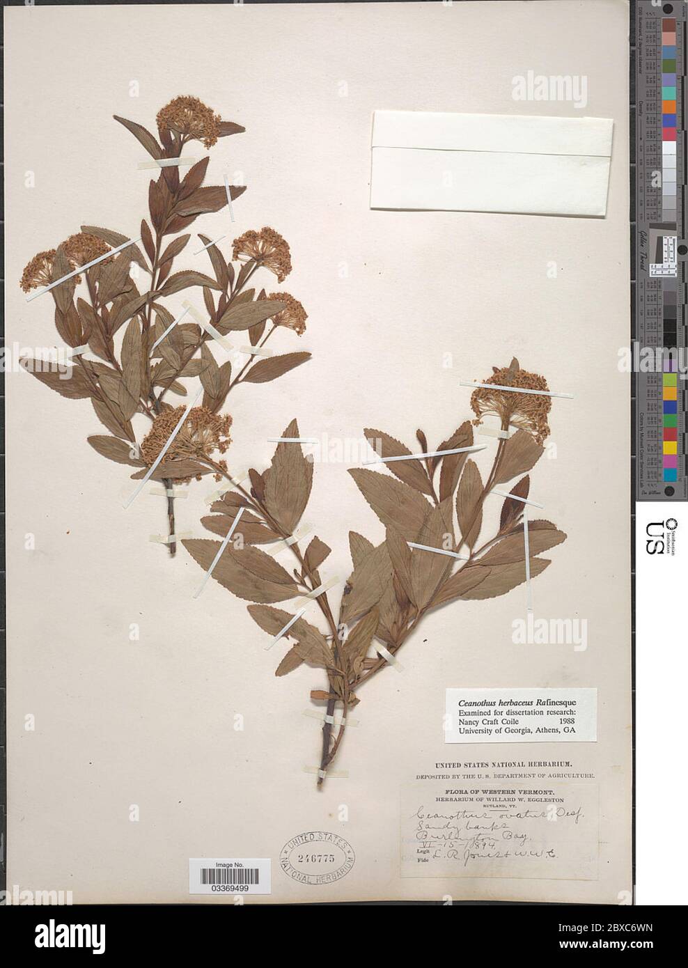 Ceanothus ovatus Ceanothus ovatus Stock Photo - Alamy