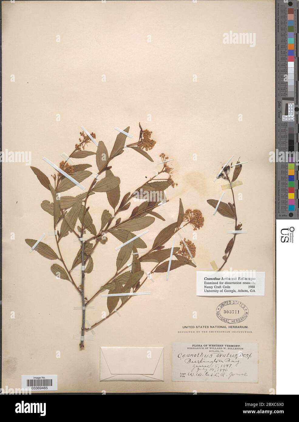 Ceanothus ovatus Ceanothus ovatus Stock Photo - Alamy