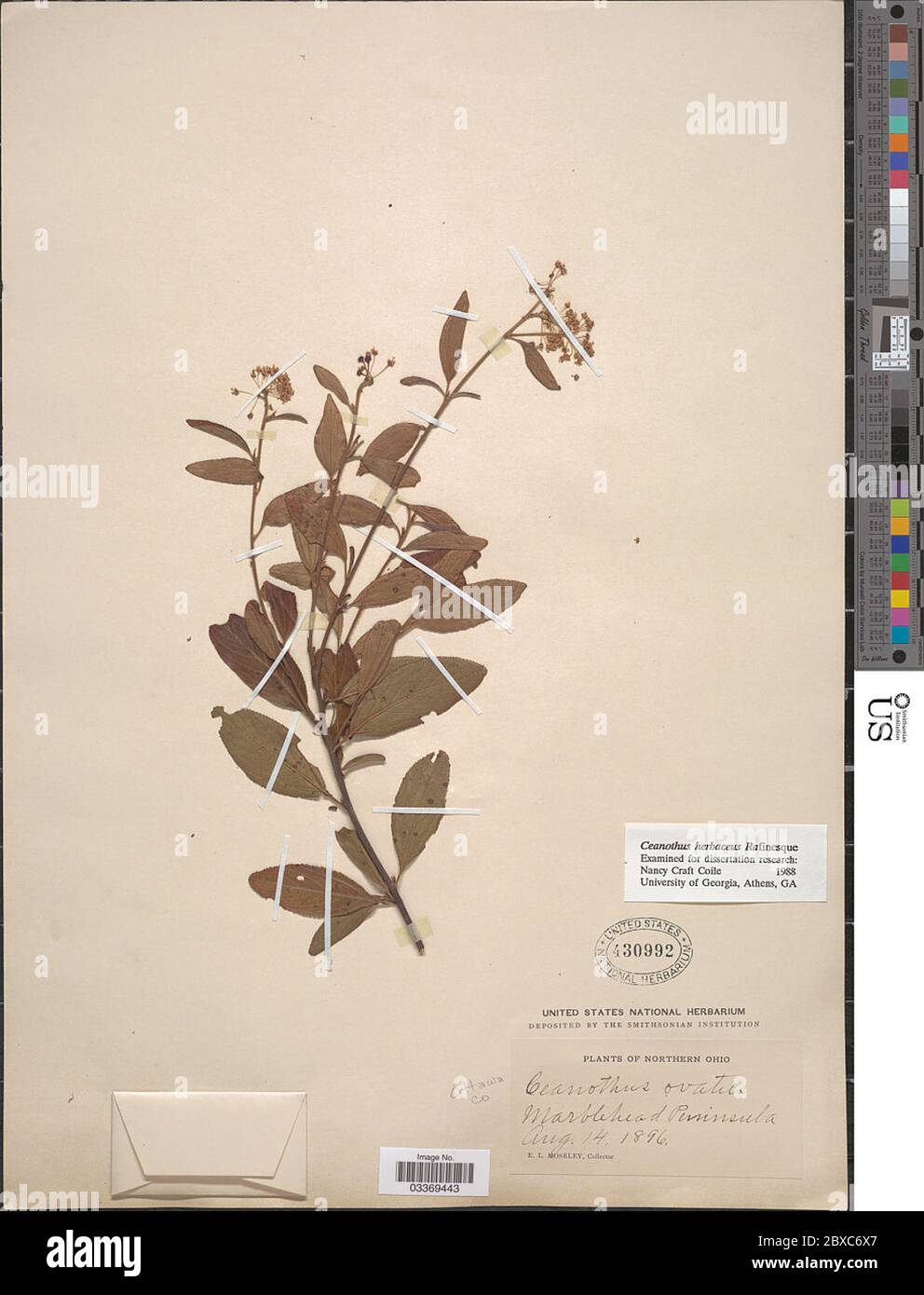 Ceanothus ovatus Ceanothus ovatus Stock Photo - Alamy