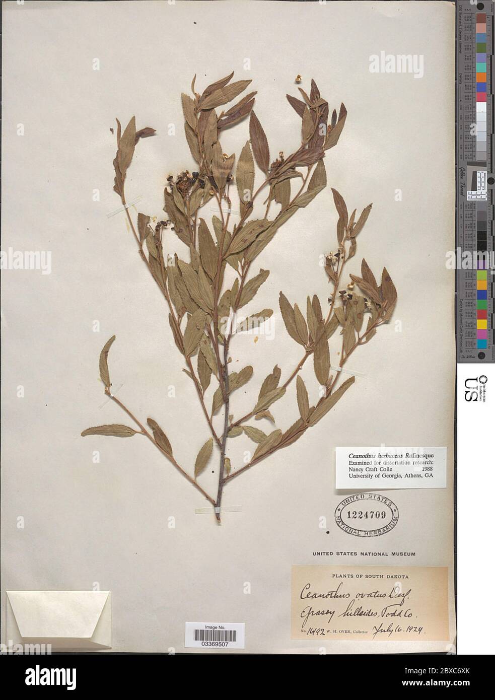 Ceanothus ovatus Ceanothus ovatus Stock Photo - Alamy