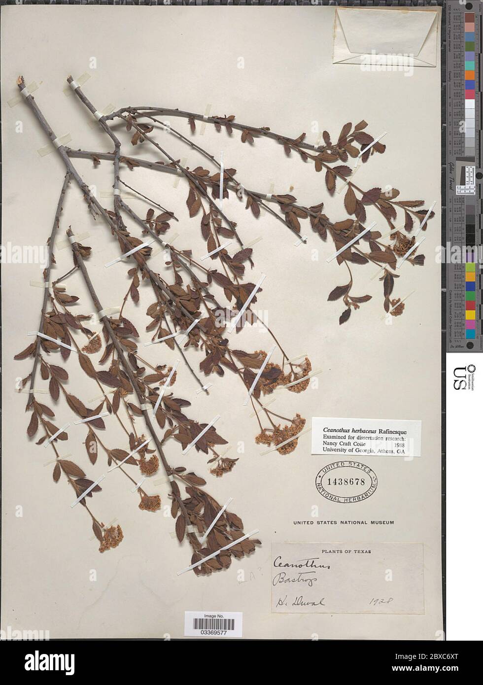 Ceanothus ovatus Ceanothus ovatus Stock Photo - Alamy