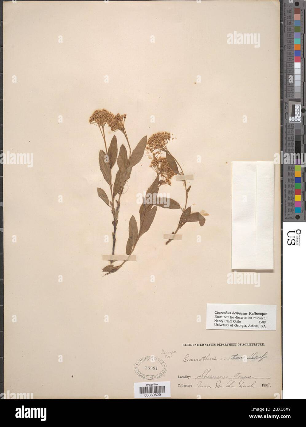 Ceanothus ovatus Ceanothus ovatus Stock Photo - Alamy