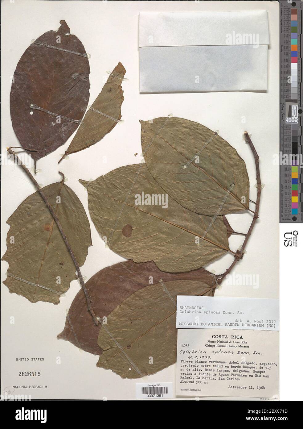 Colubrina spinosa Donn Sm Colubrina spinosa Donn Sm Stock Photo - Alamy