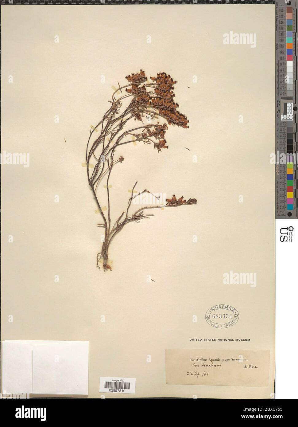 Erica sp Erica sp Stock Photo - Alamy