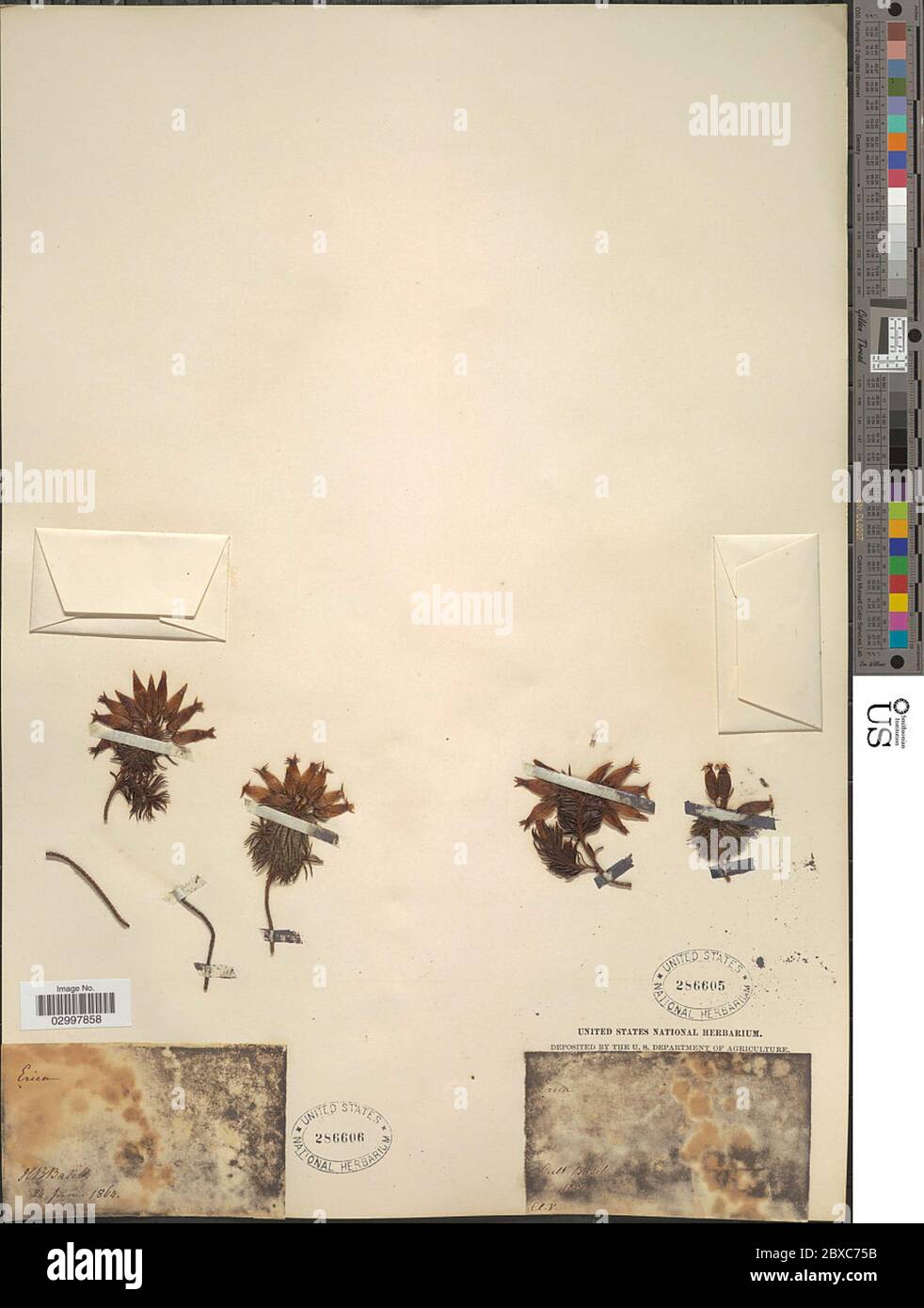 Erica sp Erica sp Stock Photo - Alamy