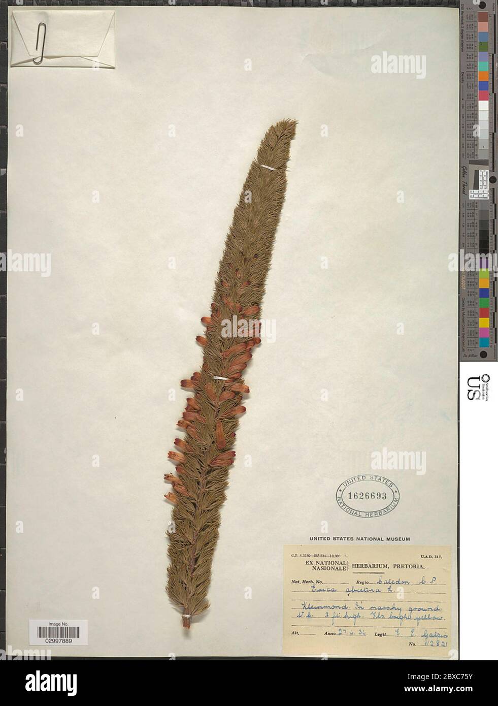 Erica abietina L Erica abietina L Stock Photo - Alamy