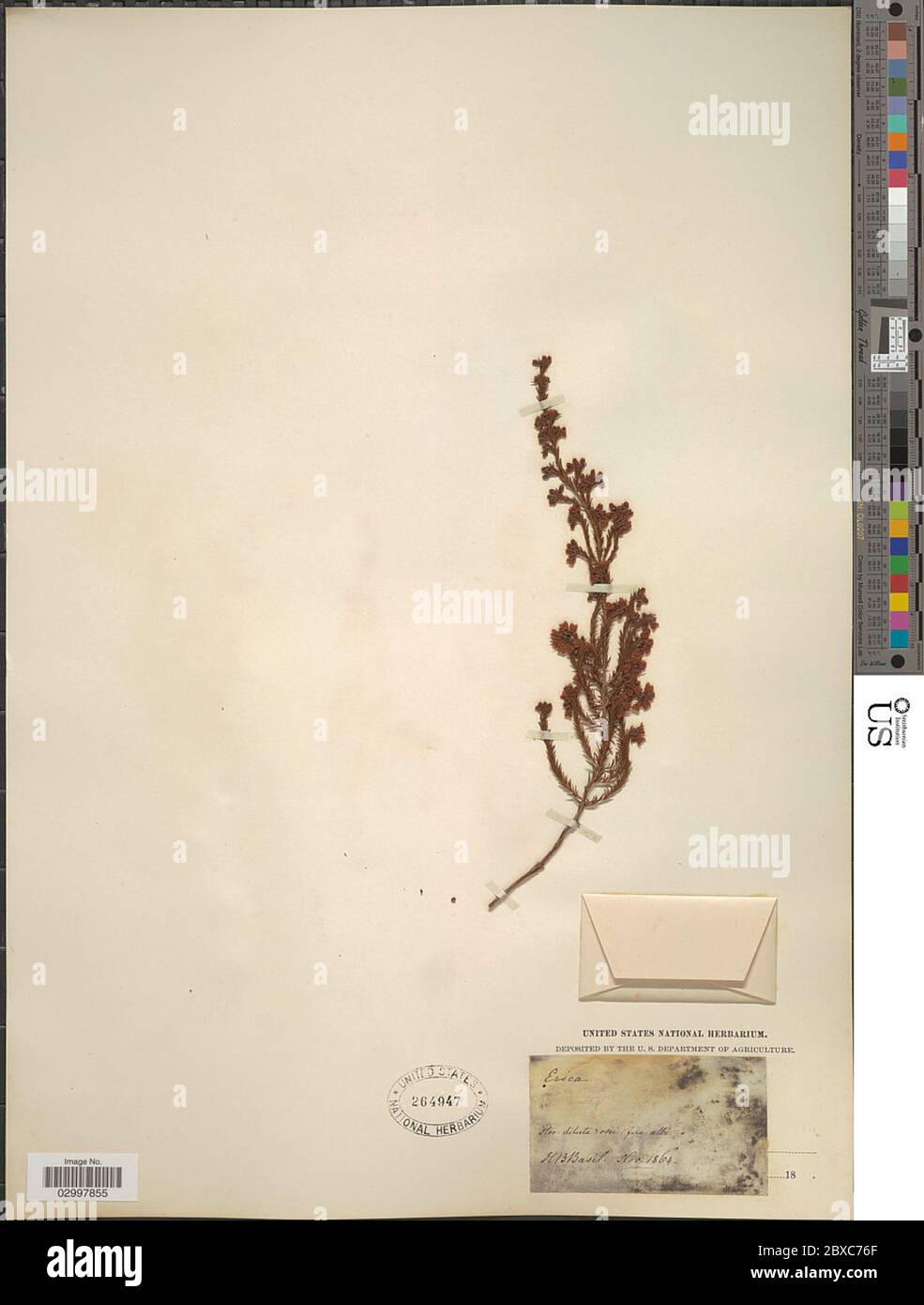 Erica sp Erica sp Stock Photo - Alamy