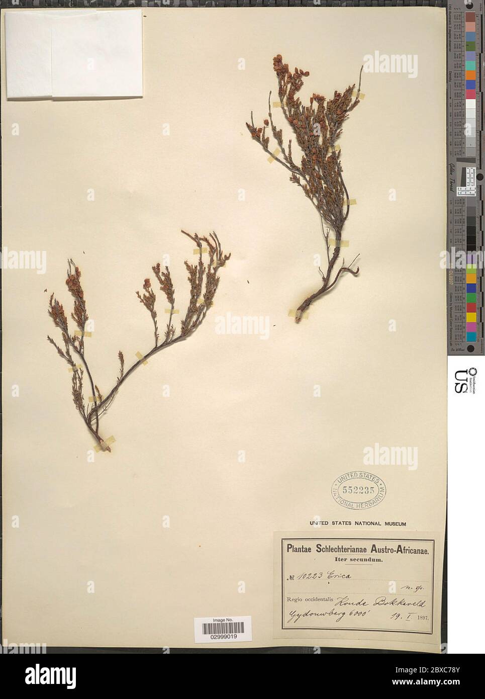 Erica sp Erica sp Stock Photo - Alamy