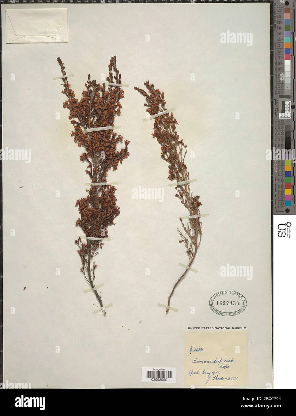 Erica sp Erica sp Stock Photo - Alamy