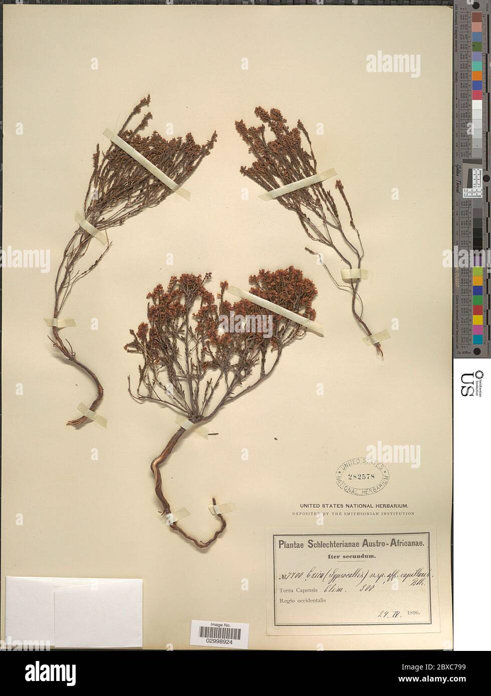 Erica sp Erica sp Stock Photo - Alamy