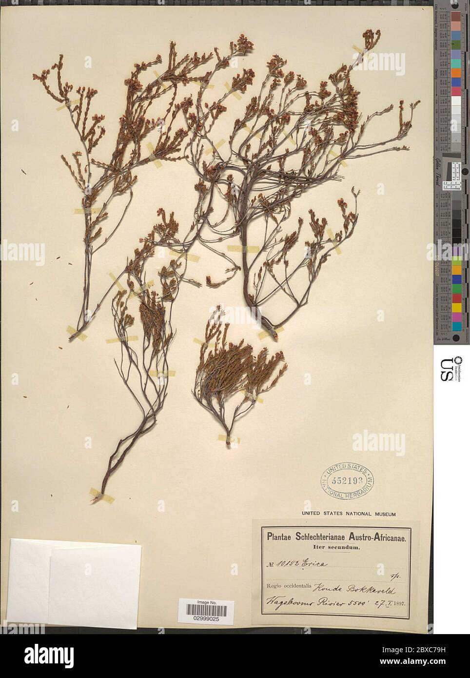 Erica sp Erica sp Stock Photo - Alamy