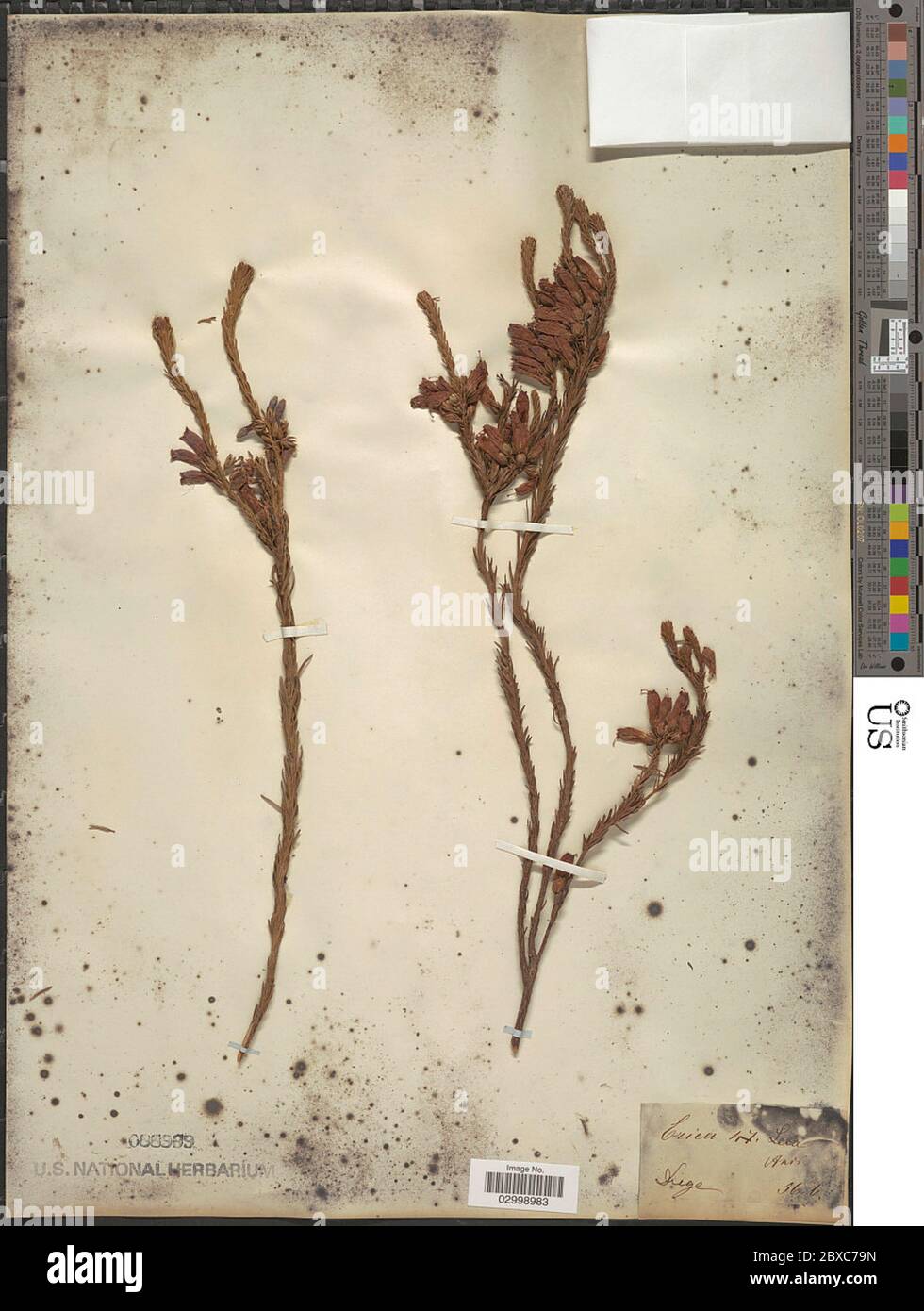 Erica sp Erica sp Stock Photo - Alamy