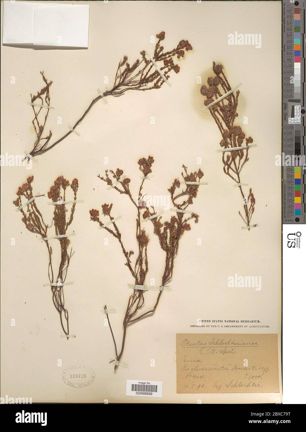 Erica sp Erica sp Stock Photo - Alamy