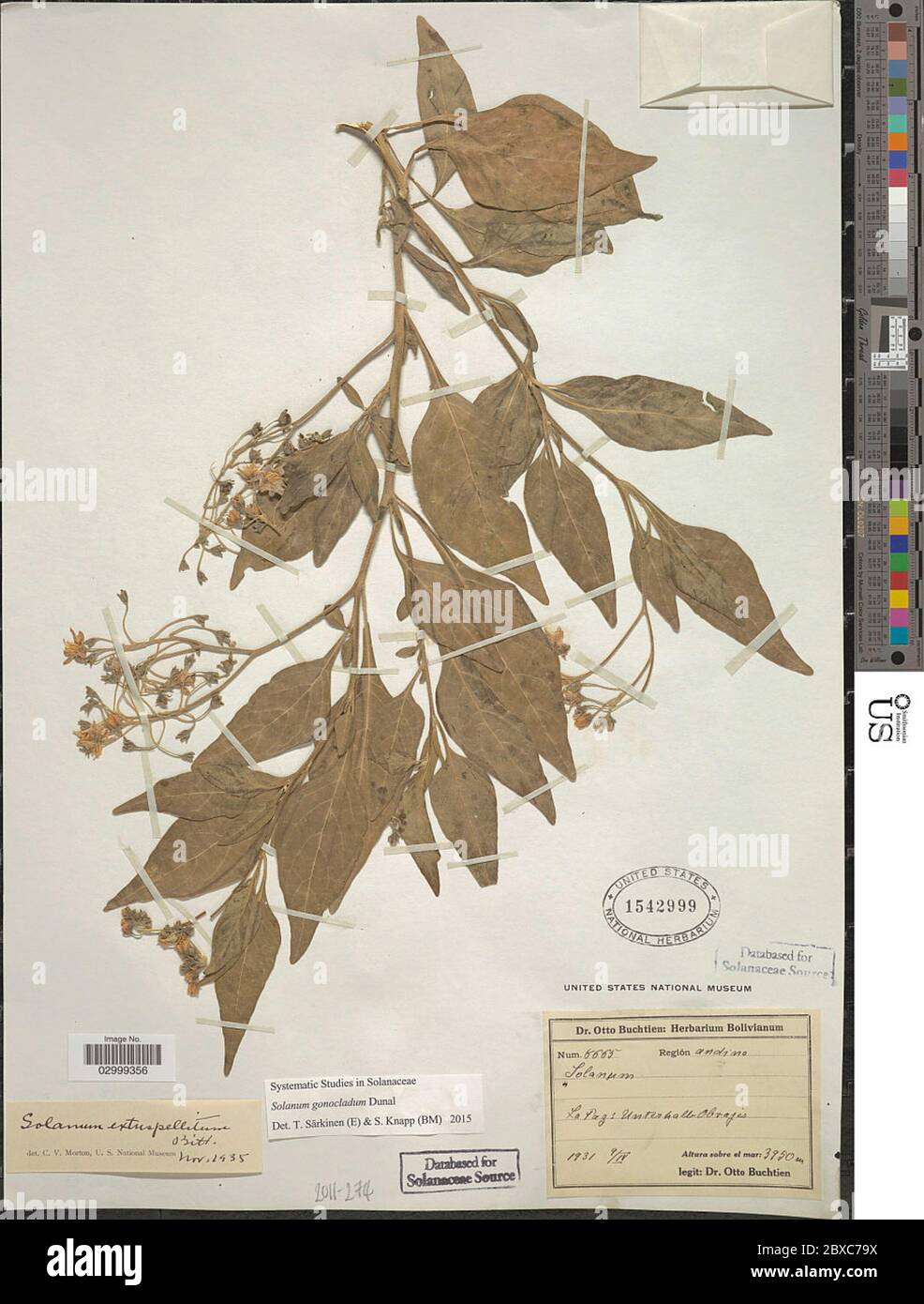 Solanum gonocladum Dunal Solanum gonocladum Dunal Stock Photo - Alamy