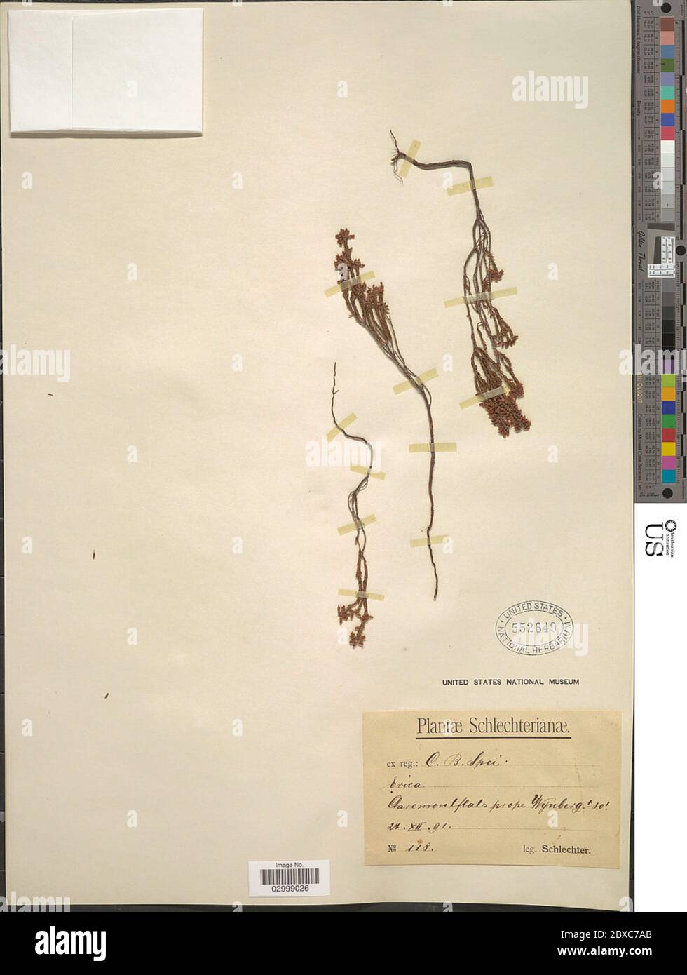 Erica sp Erica sp Stock Photo - Alamy